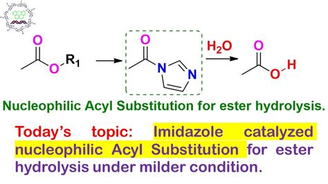 Nucleophilic Catalysis For Ester Hydrolysis Imidazole As Catalyst