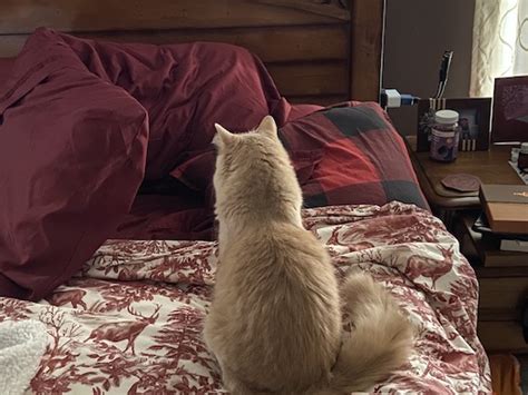 Yes Yes Yes Importing Constants From Python To Ruby At Execution Time