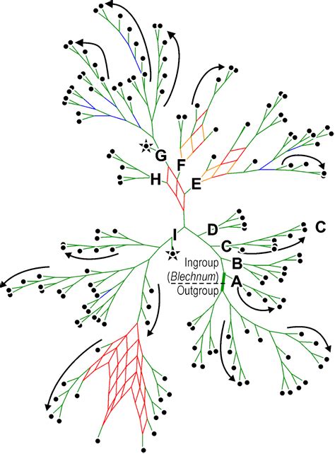 The Genealogical World Of Phylogenetic Networks More Heretic Bits Networks For More Recent