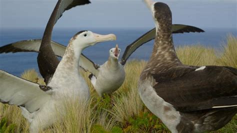 Frozen Planet Viewers Emotional Over Same Sex Albatross Romance