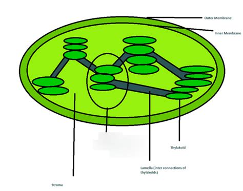 Biology Chapter 8 Photosynthesis Diagram Quizlet