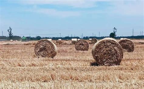 国家级！沛县获批建设中央农作物秸秆综合利用重点县 沛县新闻网