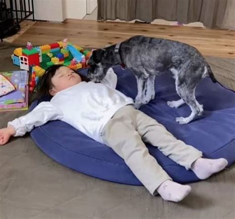 신나게 놀다 피곤했는지 잠든 아이 옆으로 다가간 강아지의 행동 애니멀 플래닛