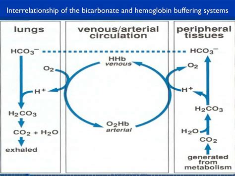 Ppt Blood Gases Ph And Buffer System Powerpoint Presentation Free