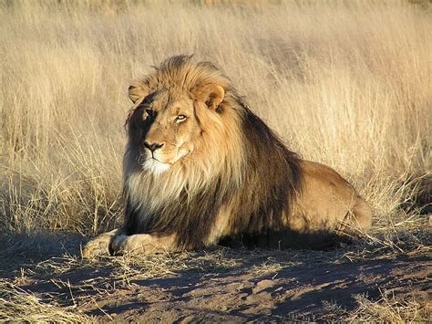 Panthera Leo Wikipedia La Enciclopedia Libre