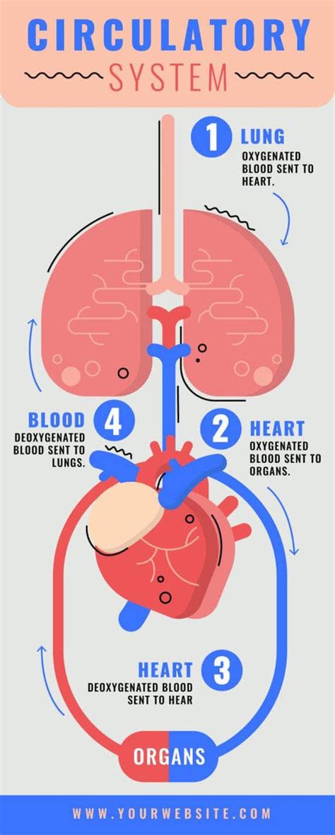 Circulatory System Health Infographic Template Infografolio