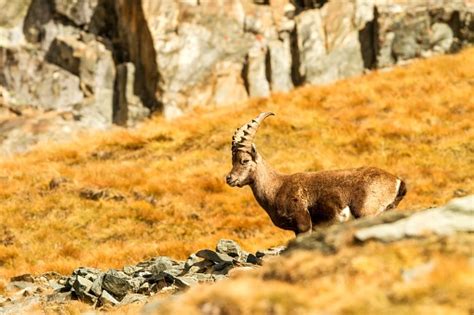알파인 아이 벡 스 카프 라 아이 벡 스 가을 잔디와 바위 배경 국립 공원 그 란 파라 디 소 이탈리아 산의가을 바위에 포유류 초 식 가을에 대한 스톡 사진 및 기타 이미지