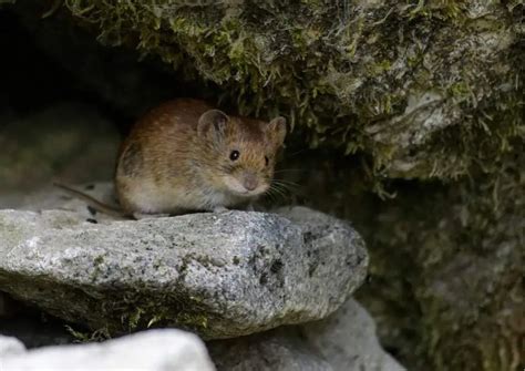 Vole Behavior Animalbehaviorcorner