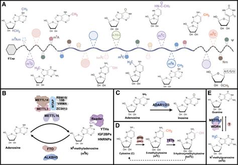 Epitranscriptomics In Myeloid Malignancies Abstract Europe Pmc