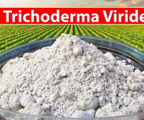 Trichoderma Viride The Biocontrol Agent For Disease Free Crops Blog
