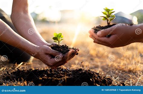 Planting Trees Tree Growth Seeding Fourth Step Seed Is A Tree Royalty Free Stock Photo