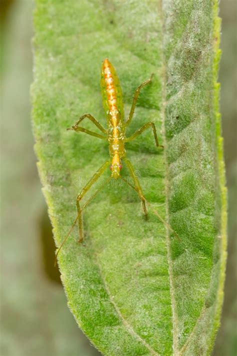Pale Green Assassin Bug Zelus Luridus Stock Image Image Of North