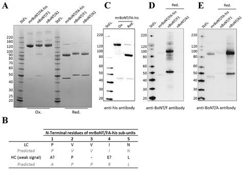 Toxins Free Full Text Purification And Characterization Of Recombinant Botulinum Neurotoxin