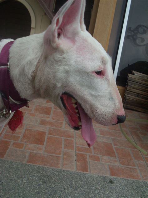 Dsci0054 Sammy Flickr