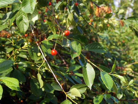 Вишня обыкновенная - Cerasus vulgaris - ORGANICLAWN