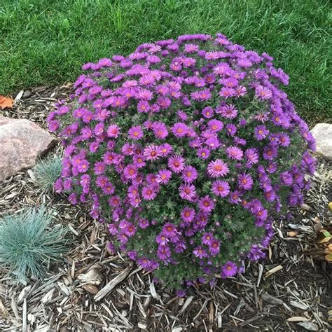 Purple Dome Aster Pahls Market Apple Valley Mn