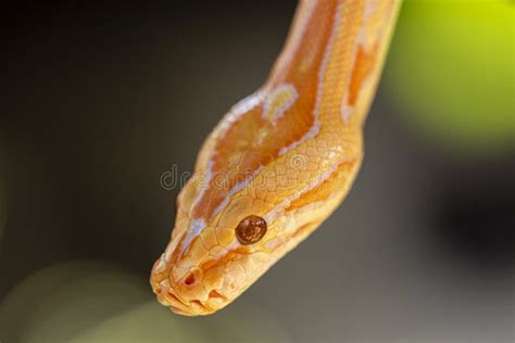 Beautiful Python Molurus Albina On Tree Branch Stock Image Image Of