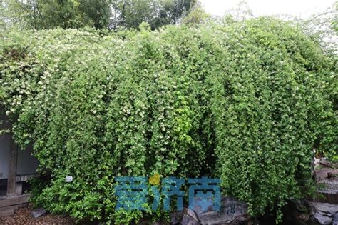 济南木香花开成瀑 引人驻足观赏 澎湃号媒体 澎湃新闻 The Paper