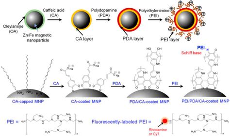 Polydopamine Based Nanoprobes Application In Optical Biosensing Pmc