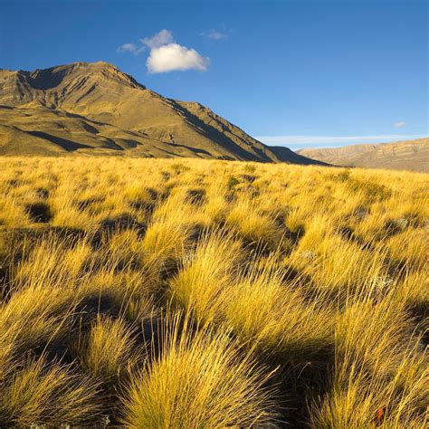 Grassland Biome Plants List