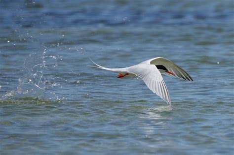 Churabird
