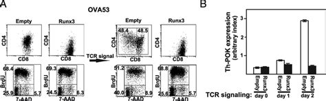 Runx3 Blocks Tcr Signal Mediated G 1 Extension And Repression Of Cd8