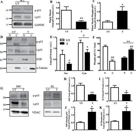 P53 Subcellular Localization With Training A Whole Muscle B Total Download Scientific