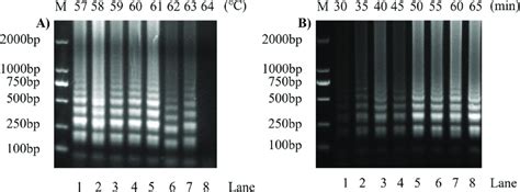 Optimization Of Sva Rt Lamp Reaction Conditions A Reaction