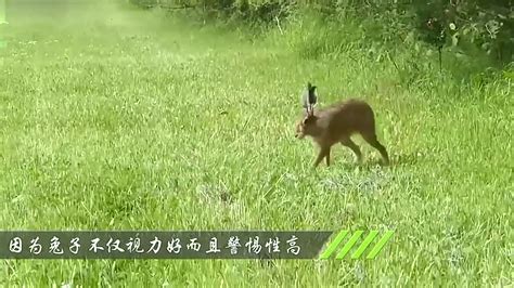 老鹰捕杀野兔，野兔一脚把老鹰踹开2米，网友：功夫兔子 文化视频 搜狐视频