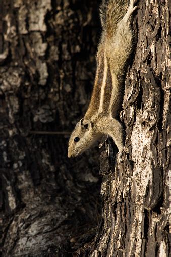 Eichhörnchen Oder Nagetier Oder Auch Bekannt Als Streifenhörnchen Auf Dem Baumstamm Stockfoto
