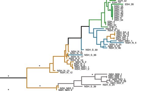 a ml tree with rapid bootstrap support values produced by raxml