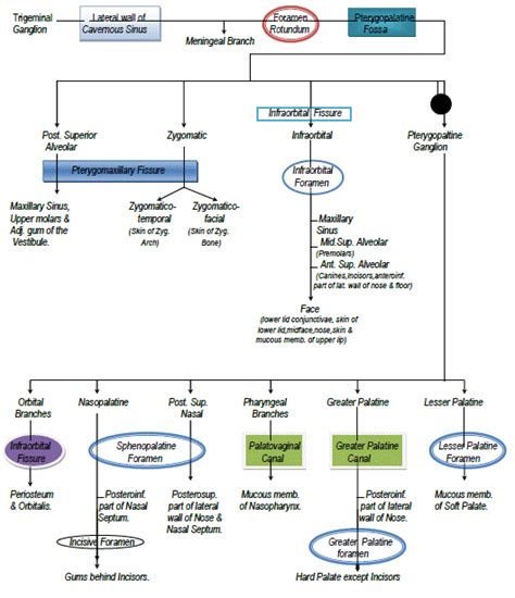Trigeminal Nerve Subdivisions Functional Components