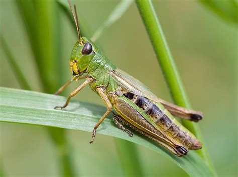 Grasshopper Guide For Property Owners