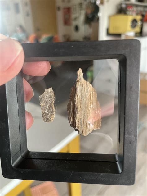 Are These Thrift Store Rocks Fossils R Fossilid