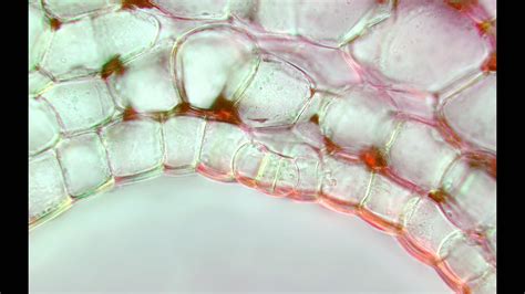 Celery Stalk Cross Section