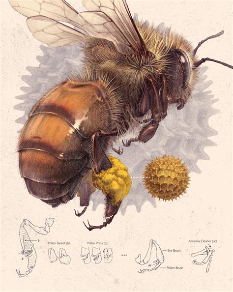 The Anatomy Of The Honey Bee Artofit