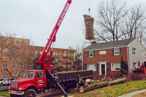 NJ Tree Services Gallery