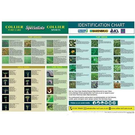 Weedy Grass Identification Chart Latest News Cooperative Extension