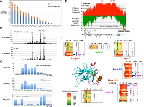 Figure 1 From Integrated Analysis Of Tp53 Gene And Pathway Alterations In The Cancer Genome