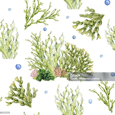 녹색 바다 식물의 매끄러운 패턴은 흰색에 격리된 수채화 그림입니다 Laminaria 바다 샐러드 Ascophyllum 손으로 그린 패키지 라벨 종이 섬유 포장 해양 수집을