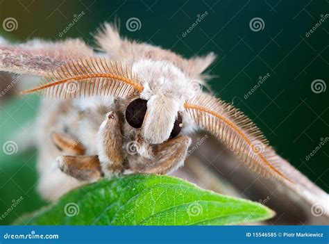 Moth Mouth