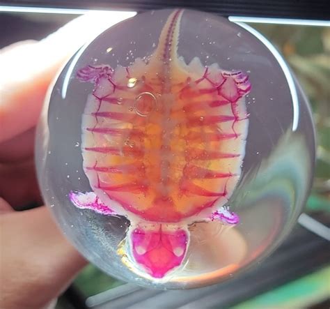 Diaphonized Snapping Turtle Hatchling Etsy