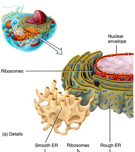 Biol 208 H Anatomy Lecture 2 In Progress Flashcards Quizlet