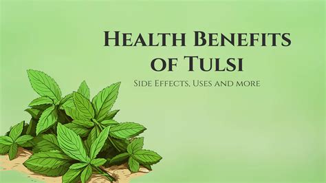 Health Benefits Of Tulsi Side Effects Uses And More