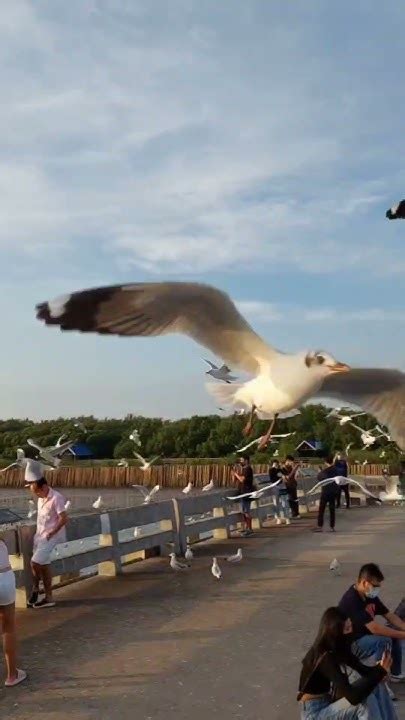 ฮีลใจไปกับนก นกนางนวล🐠🕊🏝 Youtube