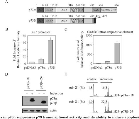 Figure 1 From The C Terminal Sterile α Motif And The Extreme C Terminus