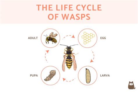 How Long Does A Wasp Live Wasp Lifespan