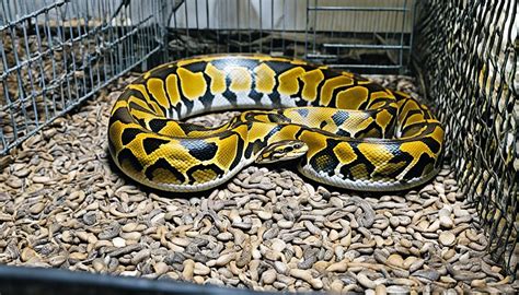 Reticulated Python Threat Can It Eat A Human