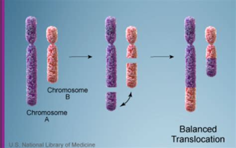 Mutation And Genetic Variation Part 1 Flashcards Quizlet