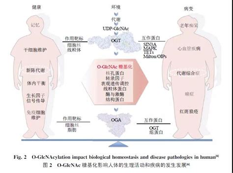 O Glcnac修饰：探索蛋白糖基化修饰的新视角